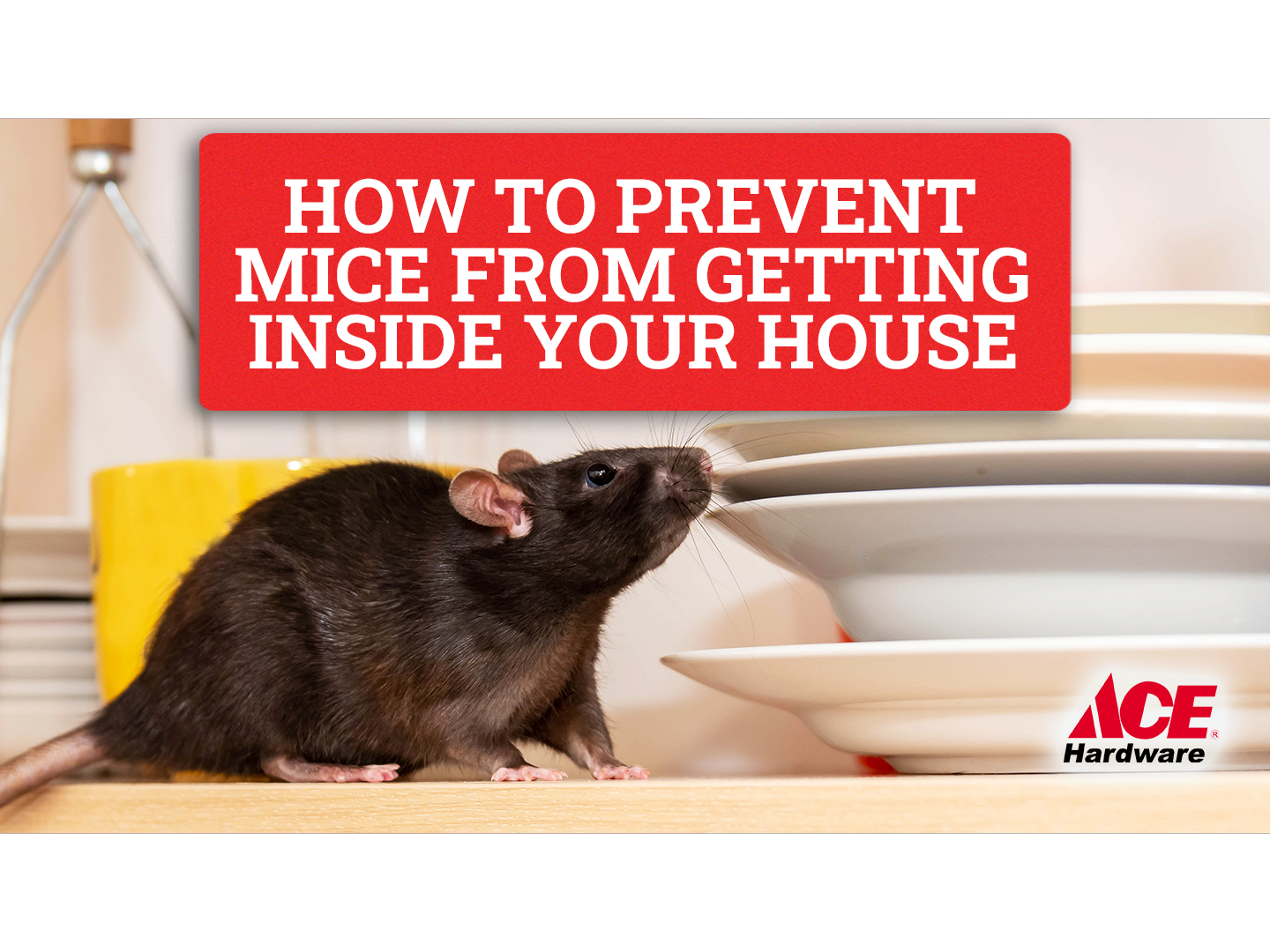 How to prevent mice from getting inside your house – AHPI