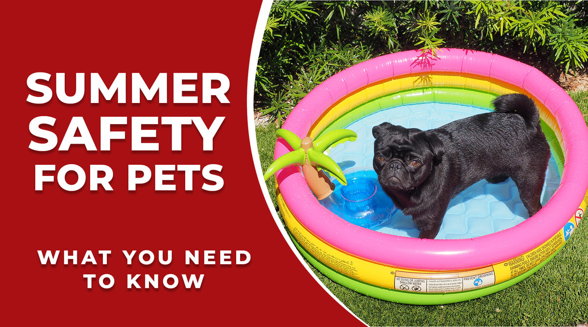 Summer Safety for Pets: What You Need to Know – AHPI